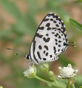 COMMON PIERROT